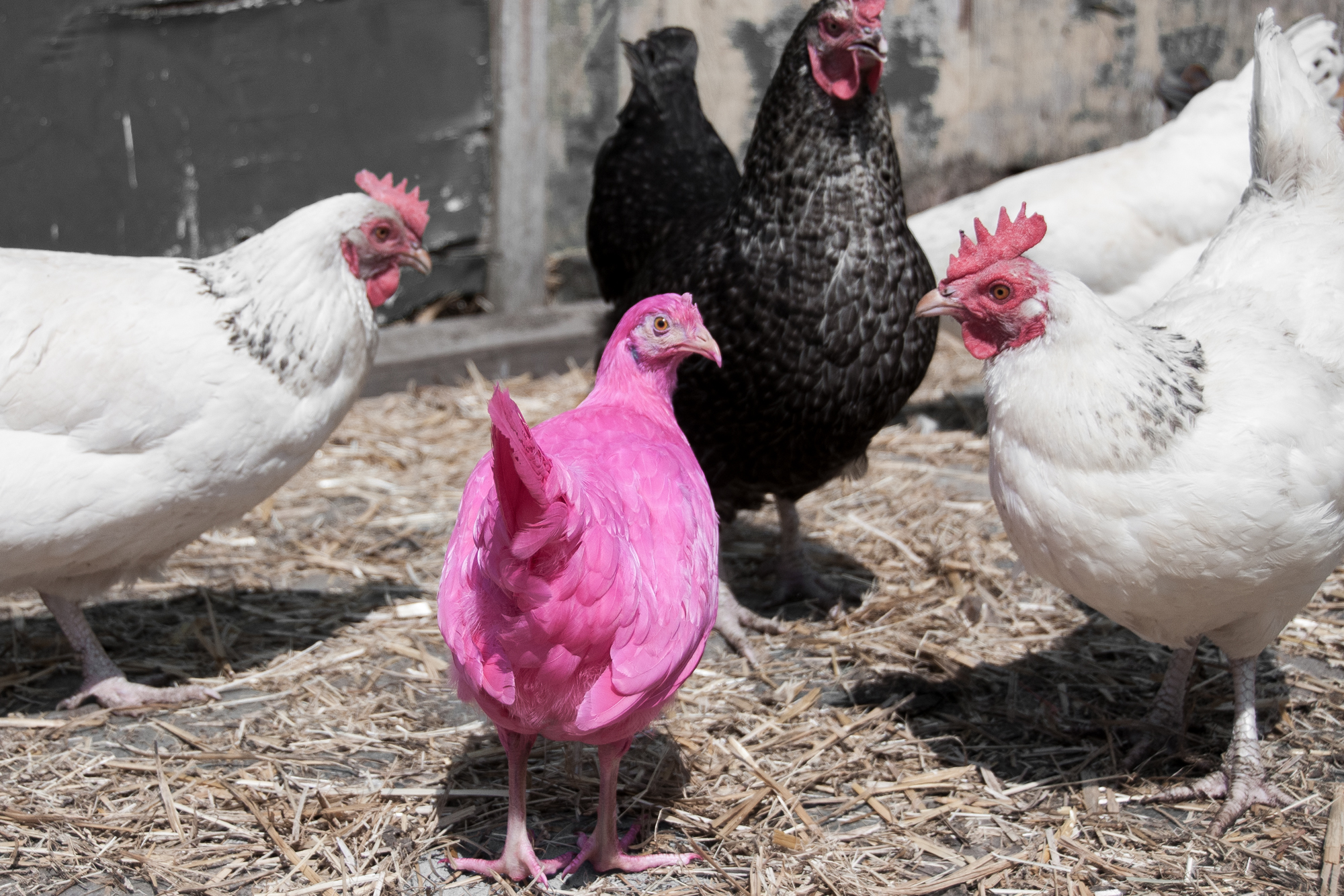 Pink Chicken Project | social design